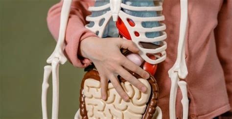 病毒学国家重点实验室 武汉大学生命科学学院研究新进展新型幽门螺杆菌疫苗为何可以用流感病毒为载体 腾讯新闻