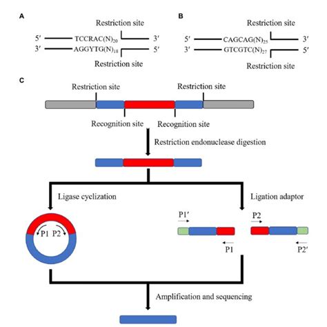Schematic Diagram Of The Principle Of The Special Enzyme Method A Download Scientific