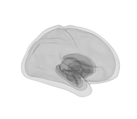 Cortex Subcortex Cerebellum And Brainstem Surface Rendering — Cerebro Viewer 00104