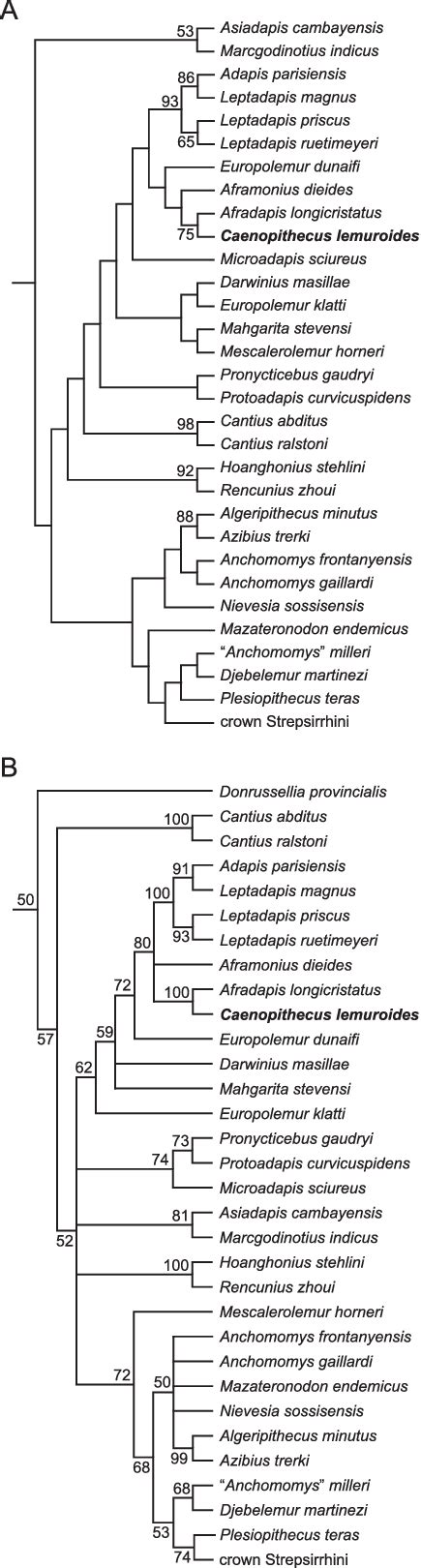 Phylogenetic Analysis With Standard Polymorphic Scoring And 256