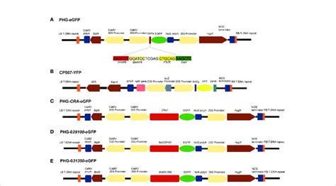 Maps Of Vectors With Target Genes A Genetic Map Of Phg Egfp And Download Scientific Diagram
