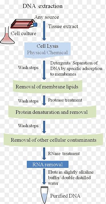 Buffer Png Images PNGEgg