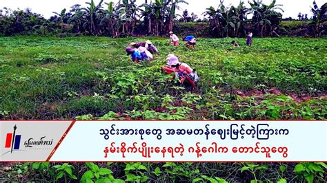 သွင်းအားစုတွေ အဆမတန်ဈေးမြင့်တဲ့ကြားက နှမ်းစိုက်ပျိုးနေရတဲ့ ဂန့်ဂေါက တောင်သူတွေ Youtube