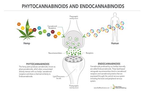 Cbd Cbg Cbn And The Endocannabinoid System A Research Based Article