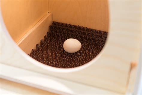 Гнездо для кур несушек с яйцесборником WoodBird EggBOX купить в Москве
