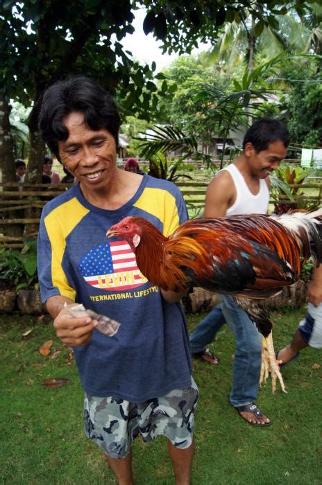 Cock Fighting Authentic Filipino Culture Siquijor Philippines
