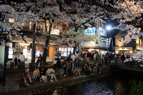 7日木屋町の夜桜11g3