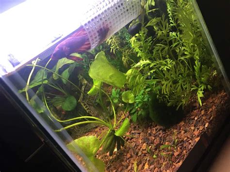 Victor Wiki Betta Keepers Amino