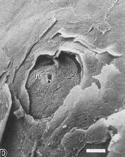 Histology Exam 2 Combined Sets Flashcards Quizlet Histology Exam 2 Combined Sets Flashcards Quizlet