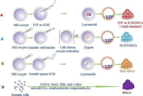 Double Sperm Cloning Dsc Is A Promising Strategy In Mammalian Genetic