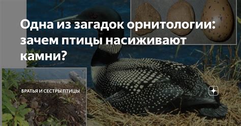 Одна из загадок орнитологии зачем птицы насиживают камни Братья и сестры птицы Дзен