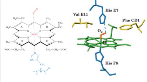 Chapter 4 Protein Structure Function Relationship Flashcards Quizlet