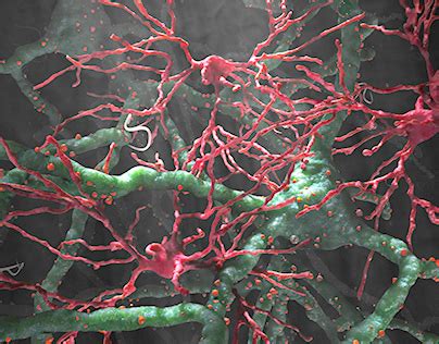 Astrocytes Projects Photos Videos Logos Illustrations And Branding Behance