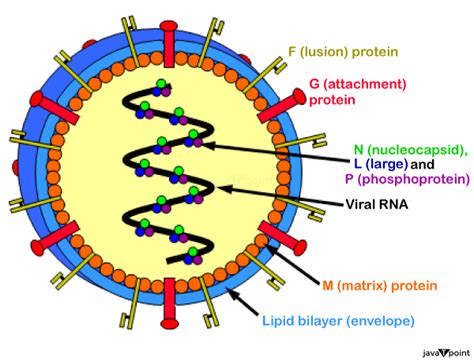 Nipah Virus Tpoint Tech