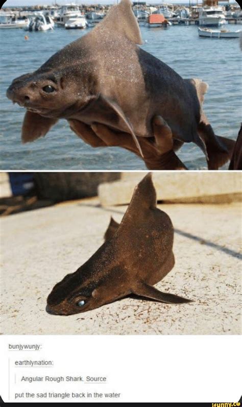 Angular Memes Best Collection Of Funny Angular Pictures On Ifunny