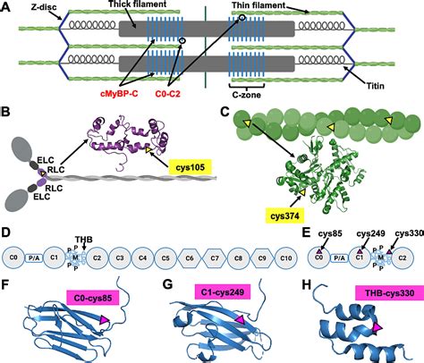 Figure 1 From Cardiac Myosin Binding Protein C N Terminal Interactions With Myosin And Actin
