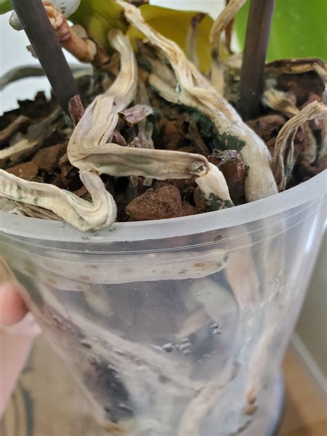 Overwatered Orchid Rplantclinic