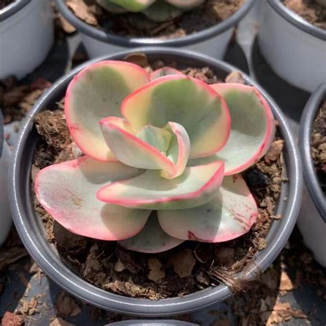 Echeveria Suyon Variegatarare Succulents Etsy