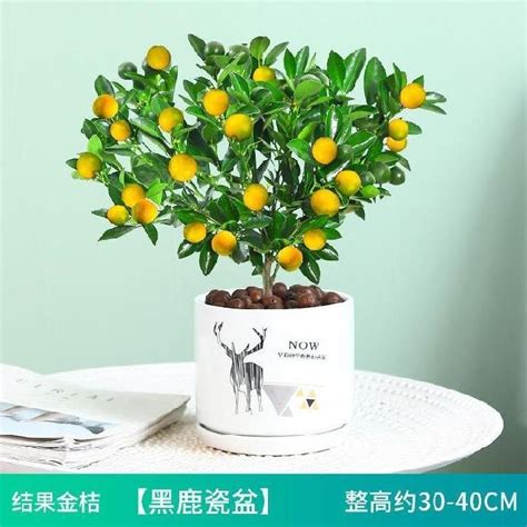 金桔树造型 金桔树 金桔树图片 大山谷图库