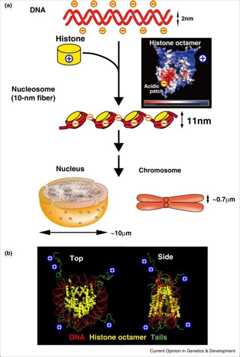 Dna Histones And The Nucleosome A Negatively Charged Dna