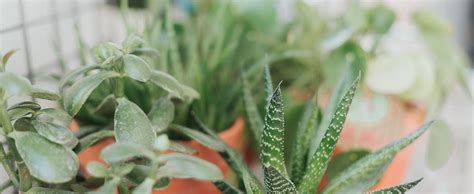 Loopbaanbegeleiding Met Vdab Loopbaancheques Voor Wie Wat Hoe