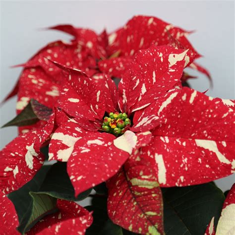 Holiday Plants Watsons Greenhouse