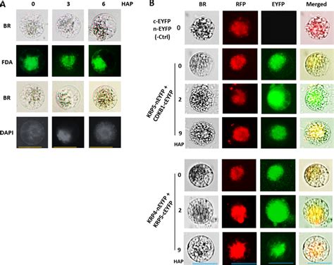 Bifc Demonstrates Interactions Of Core Cell Cycle Complex Components In