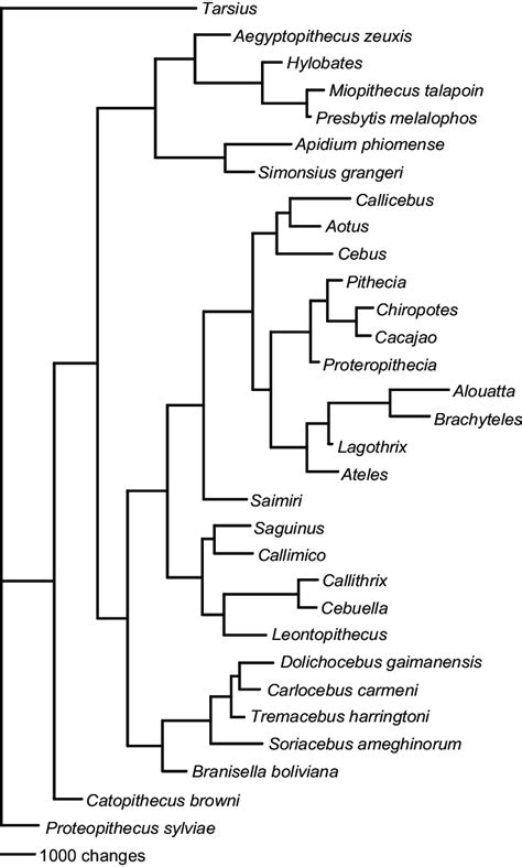 Maximum Parsimony Analysis Of The Cranial And Dental Matrix Download Scientific Diagram