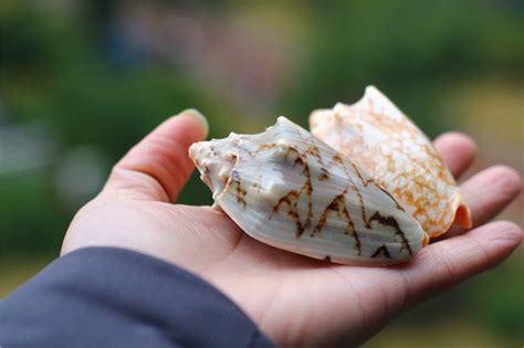 贝壳海螺品种大全 5500种贝壳的图鉴 100种螺图片大全 大山谷图库