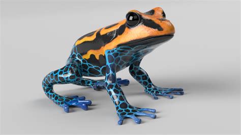 Poison Dart Frog Animated D Model TurboSquid