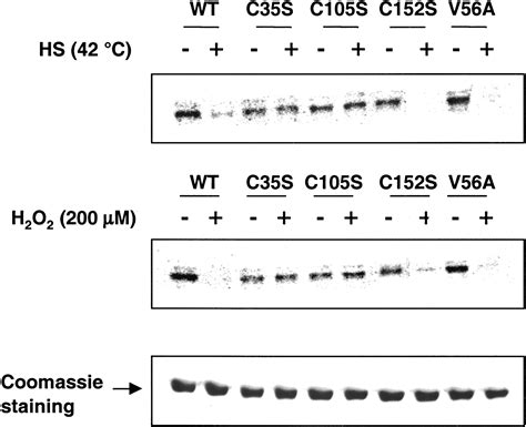 Redox Regulation Of Mammalian Heat Shock Factor 1 Is Essential For Hsp