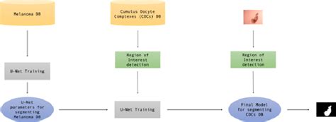 proposed segmentation training architecture download scientific diagram