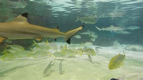 삼성코엑스 지하수족관 Youtube