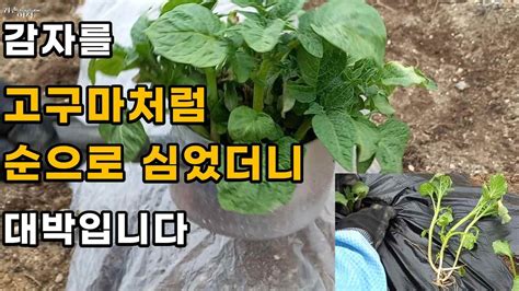 감자 순 제거한 것 심어도 감자 알은 크게 달렸어요 감자순 텃밭농사감자감자수확 Youtube