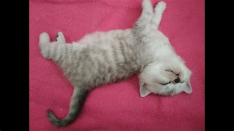 МИЛЫЕ КОТИКИ И СМЕШНЫЕ КОТЯТА 2020 😻 СКОТТИШ ФОЛД и СКОТТИШ СТРАЙТ МЯУКАНЬЕ Cute Kittens Youtube