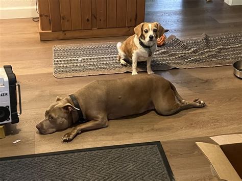 Spongebob Stroller Of Streets And Wisher Of The Darkest Misfortune R Bossfight