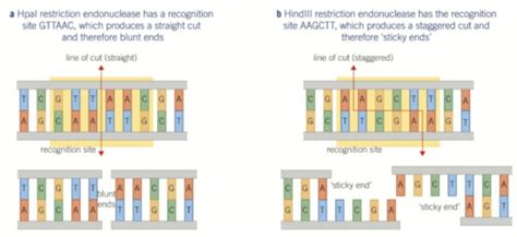 Biology Chapter 21 Manipulating Genomes Flashcards Quizlet