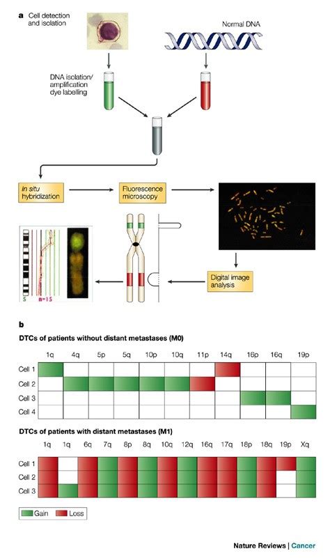 Dissecting The Metastatic Cascade Nature Reviews Cancer
