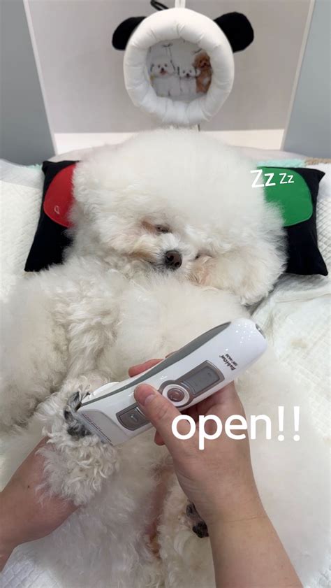 공구중 순심이 미용 스트레스가 심해서 직접 학원 다니며 애견미용사 3급 자격증을 딴지 8년이 되었어요 2급 준비 중 관둔🥲 자격증 취득 후 여전히 방구석 미용사지만