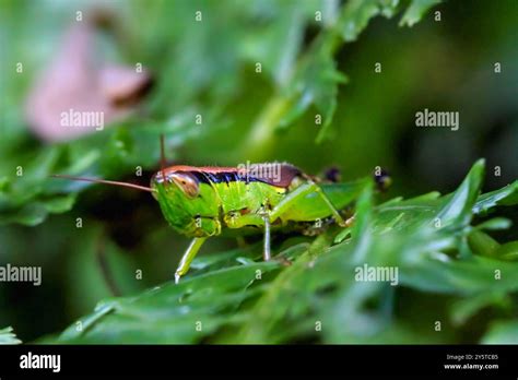 A Vibrant Green Grasshopper Is Perfectly Camouflaged Among Lush Green