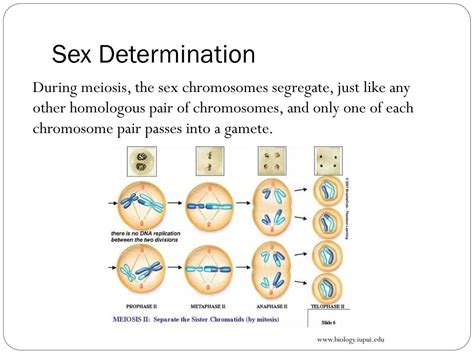 PPT Blueprint Of Life Topic 12 Sex Linked Genes PowerPoint Presentation ID 1930712