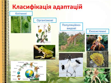 Презентація до уроку Класифікація і властивості адаптацій