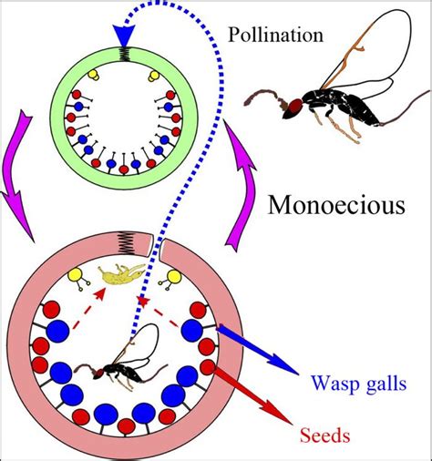 Life Cycle Monoecious Species Figweb