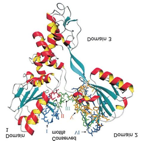 Structure Of Inhibitors Of Hcv Helicase Paclitaxel Potent Inhibitor