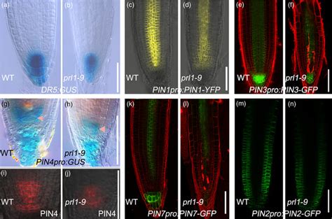 The Mutation Of Prl1 Affects Auxin Maximum And Pins Expression Download Scientific Diagram