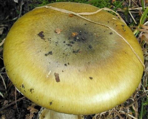 Buretele Viperei Ciuperca Alba Biaplant