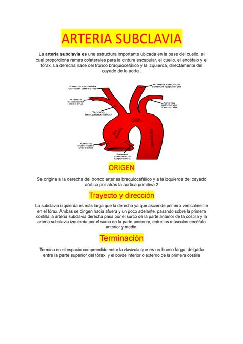 Arteria Subclavia Sic Arteria Subclavia La Arteria Subclavia Es