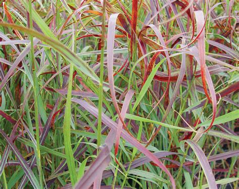 Ruby Ribbons™ Switch Grass Green Promise Farms Ruby Ribbons™ Switch Grass Green Promise Farms
