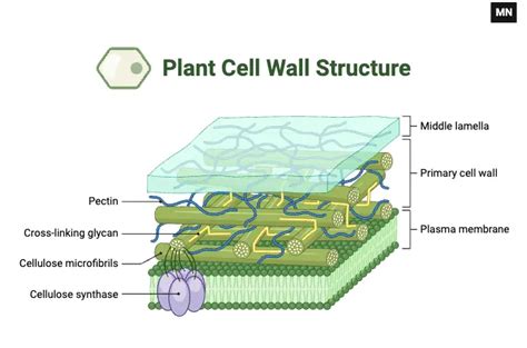 Cell Wall Definition Structure Composition Functions Biology Notes Online