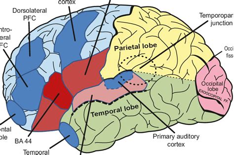 2 Lateral A And Medial B View Of Key Brain Regions Identifi Ed In Download Scientific